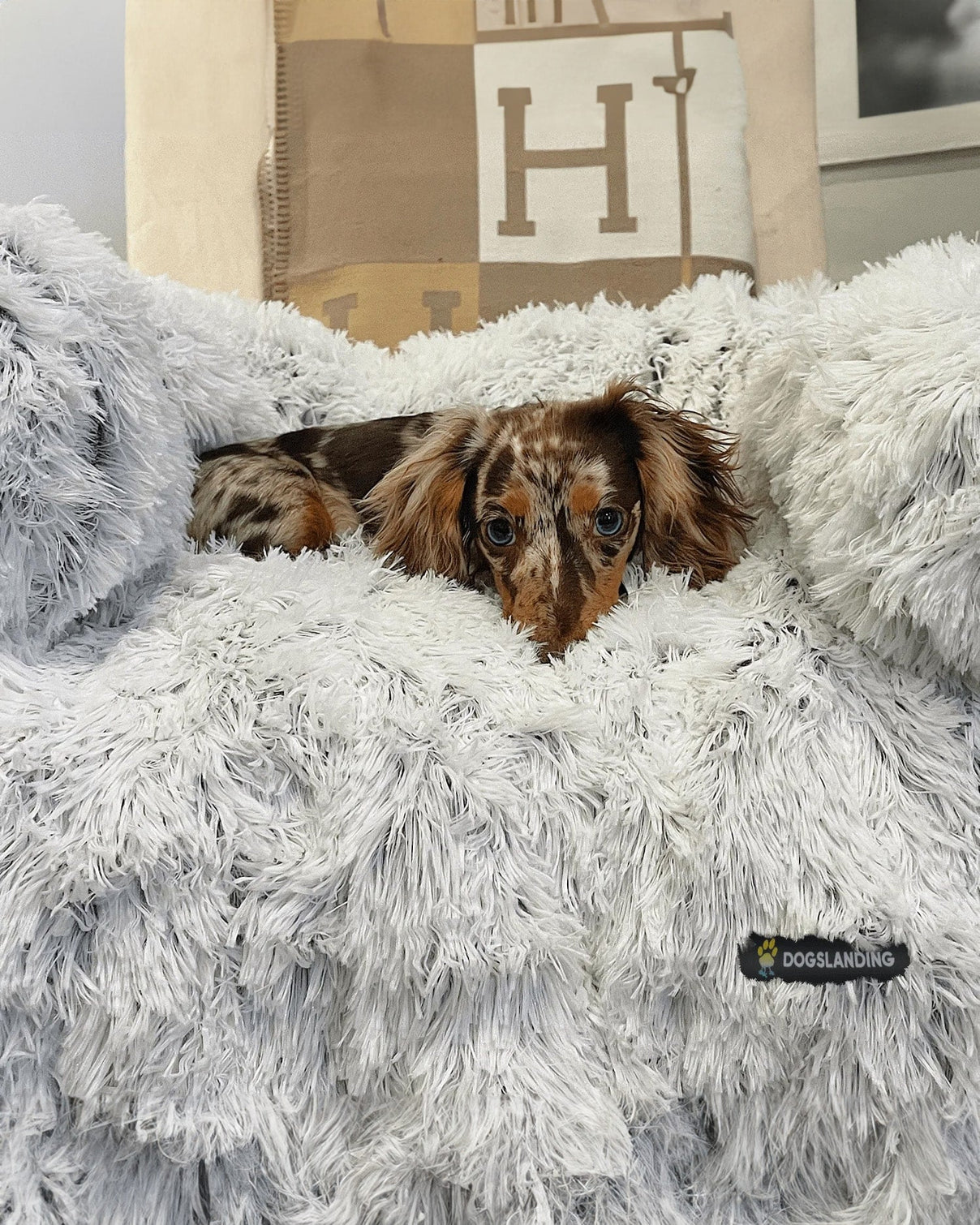 Dogslanding™ | Calming Beds & Blankets for Dogs | Dogslanding